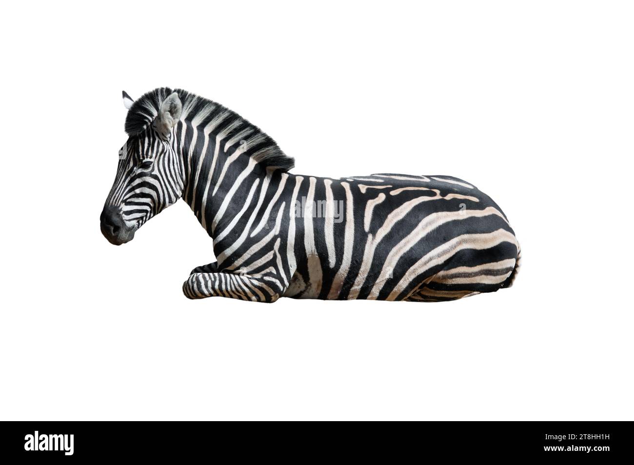 lying zebra isolated on white background Stock Photo - Alamy