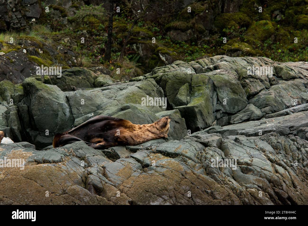 Steller sea lions resting at some rock at the coast of Discovery ...
