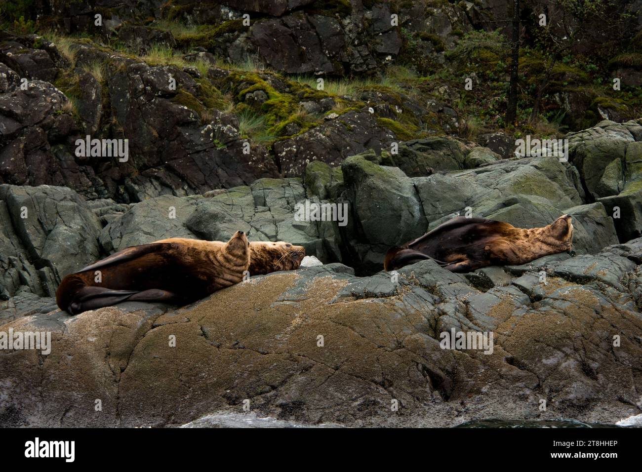Steller sea lions resting at some rock at the coast of Discovery ...