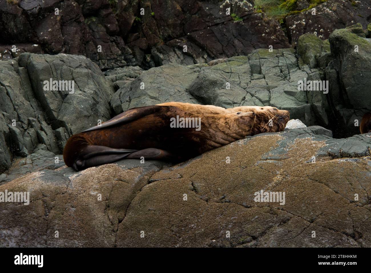 Steller sea lions resting at some rock at the coast of Discovery ...