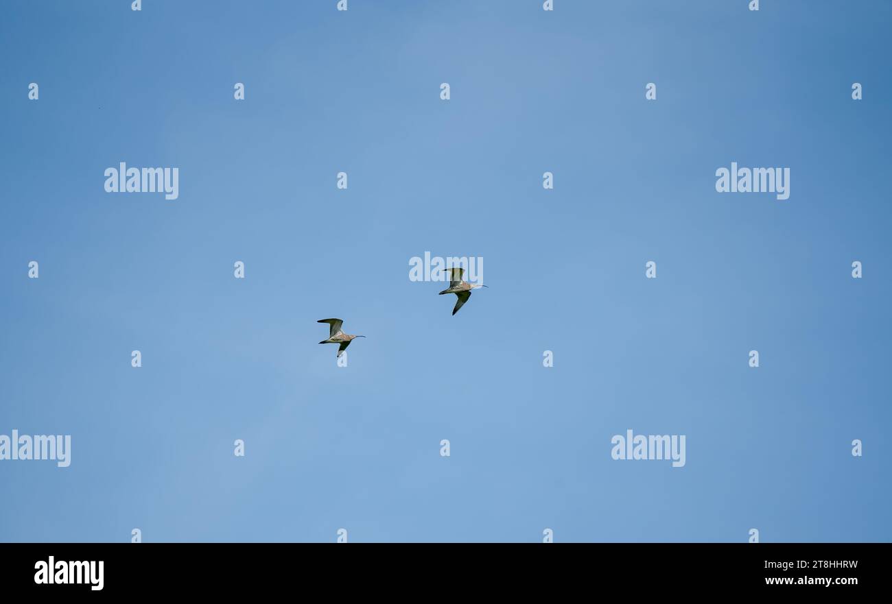 a mating pair of spring curlew (Numenius arquata) in low level flight ...