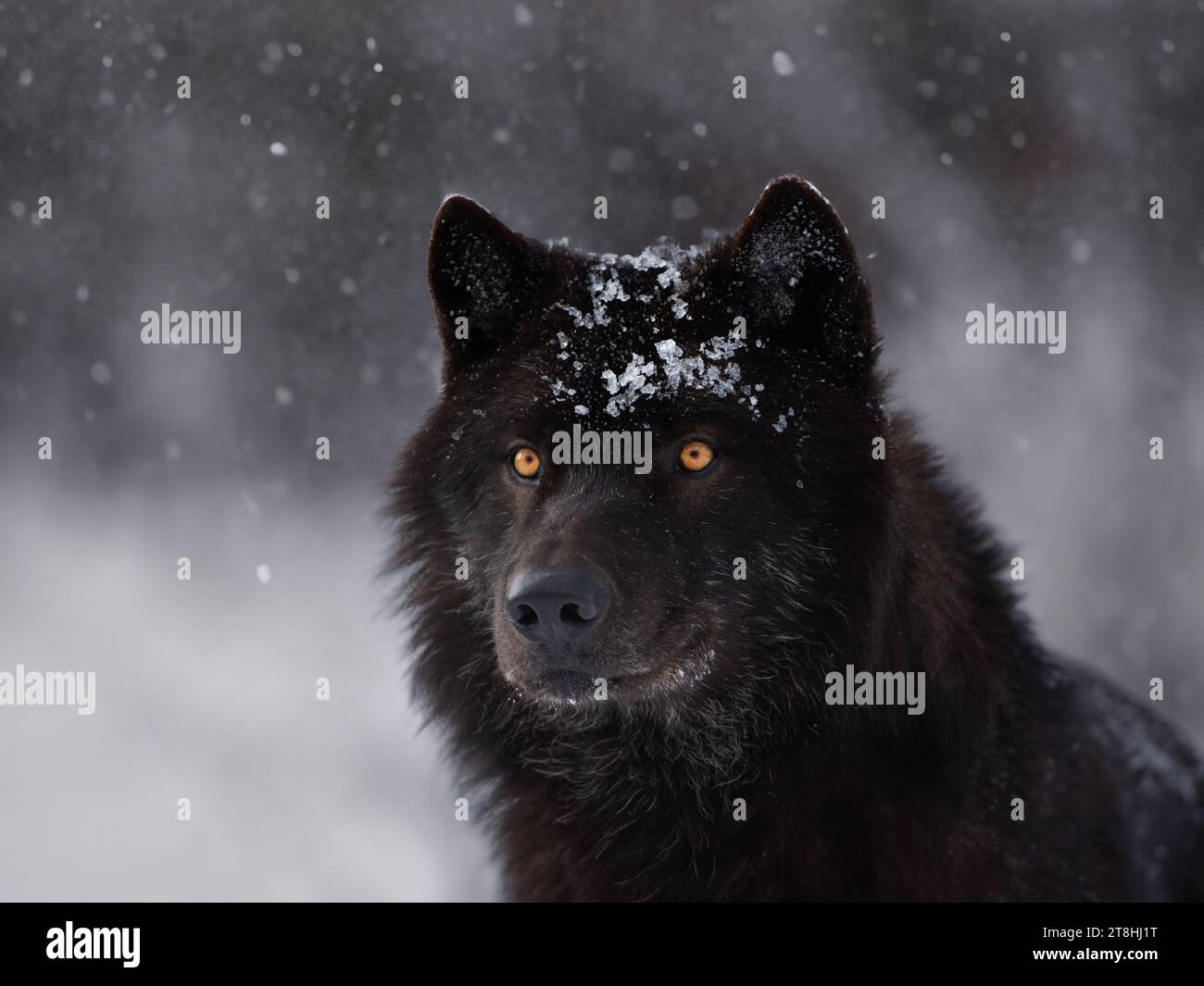 Canadian wolf leading through the forest during a snowfall Stock Photo ...