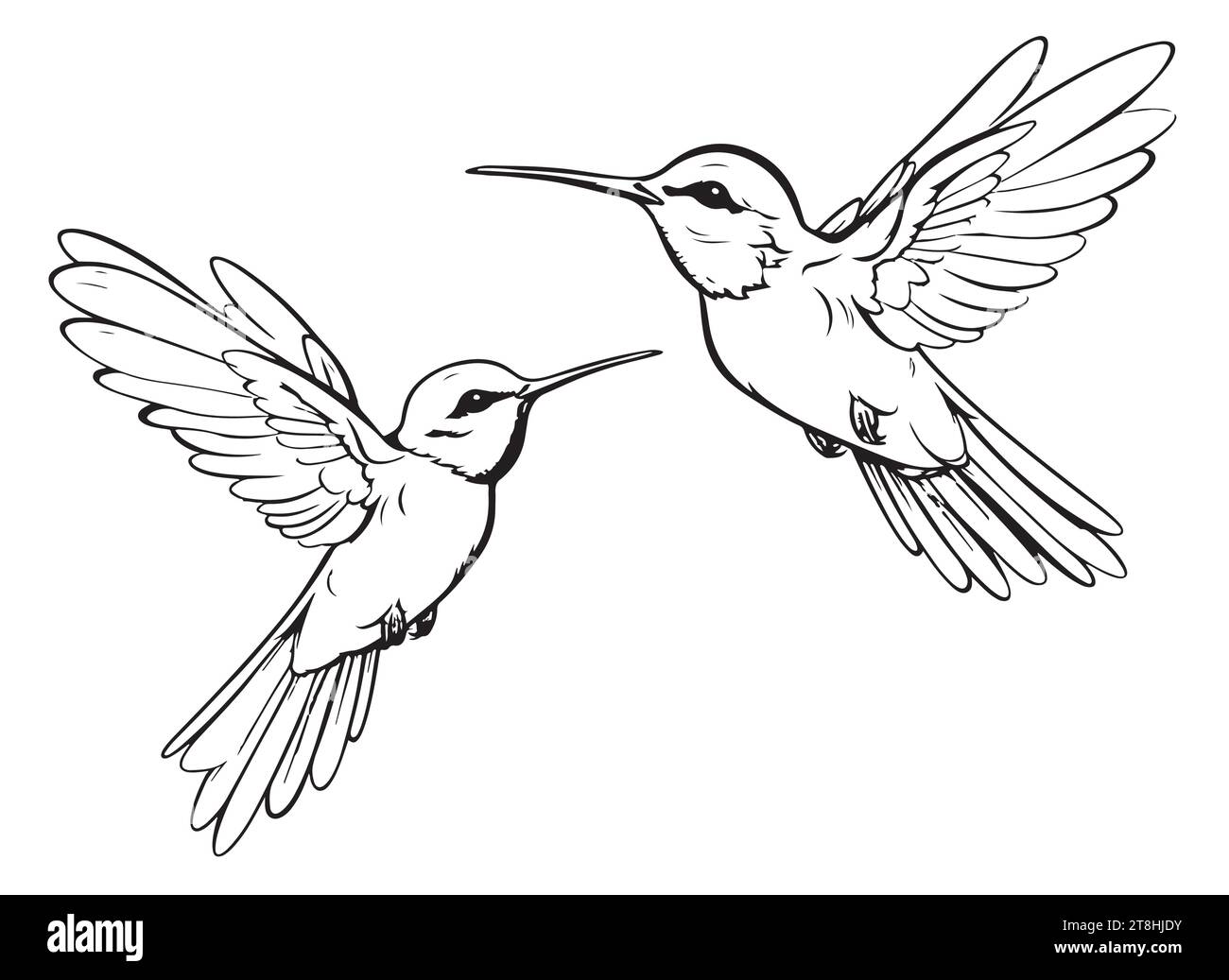 Hand drawn humming birds isolated on white. Monochrome flying ...