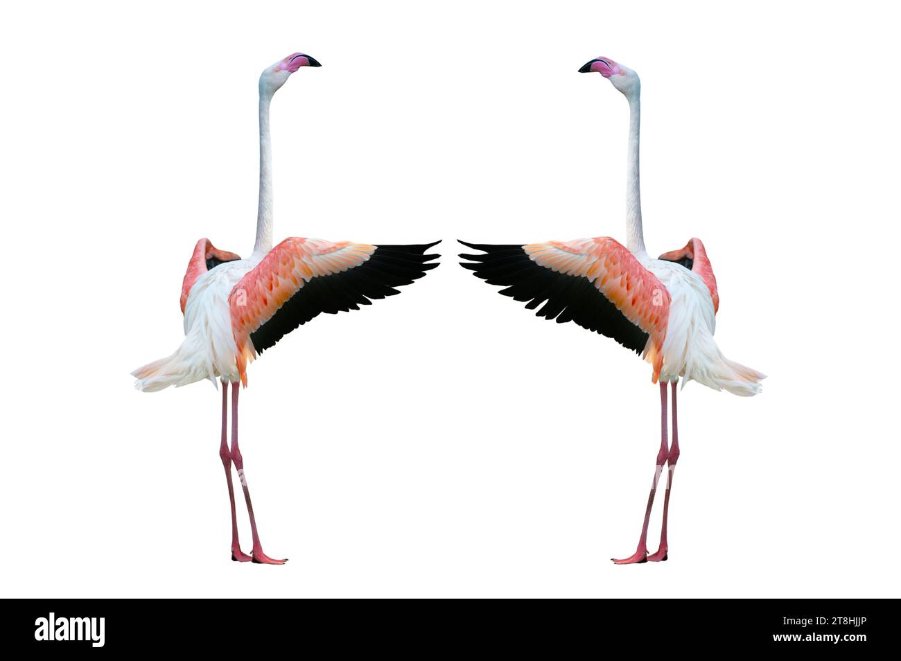 two pink flamingo with outstretched wings isolated on a white ...