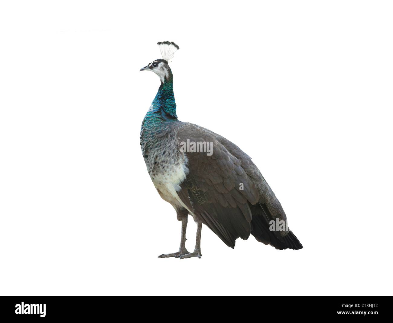 female indian peacock isolated on a white background Stock Photo - Alamy