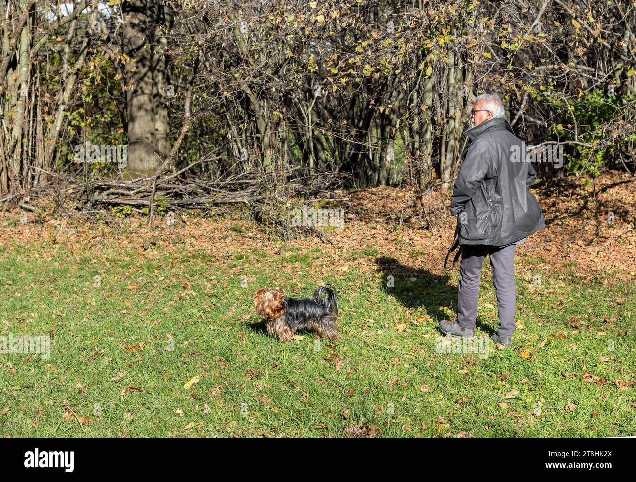 Senior man yorkshire terrier hi-res stock photography and images - Alamy
