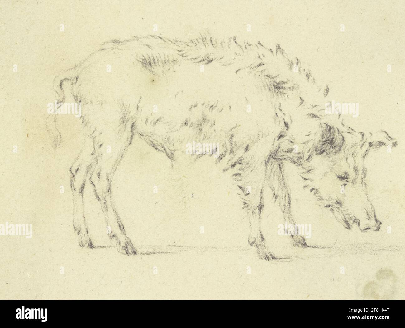 PAULUS POTTER, A pig to the right, sheet, 58 x 77 mm, Black chalk on ...