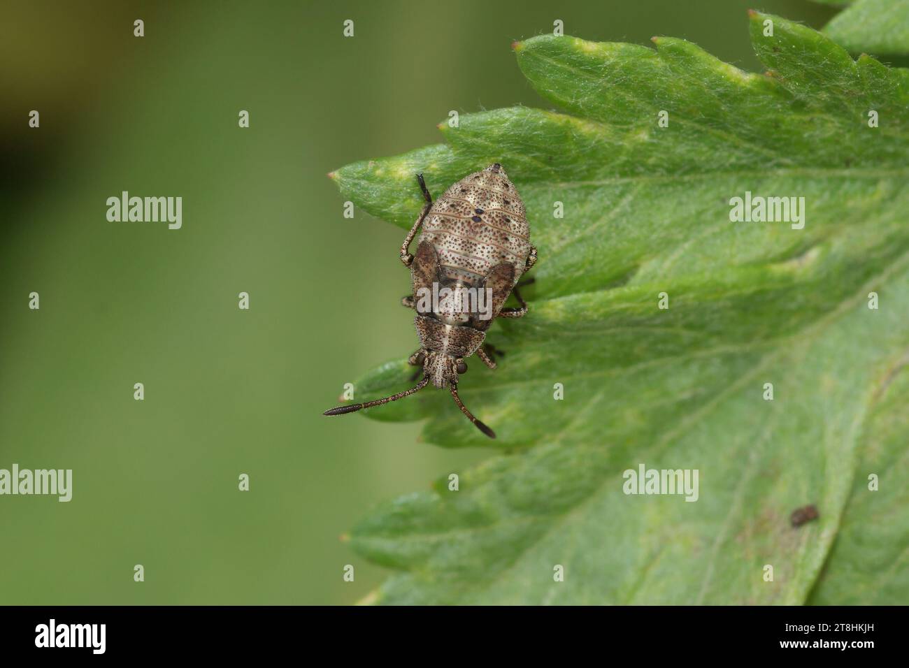Natural closeup on the instar , nymph of a Rhopalid bug, Stictopleurus ...