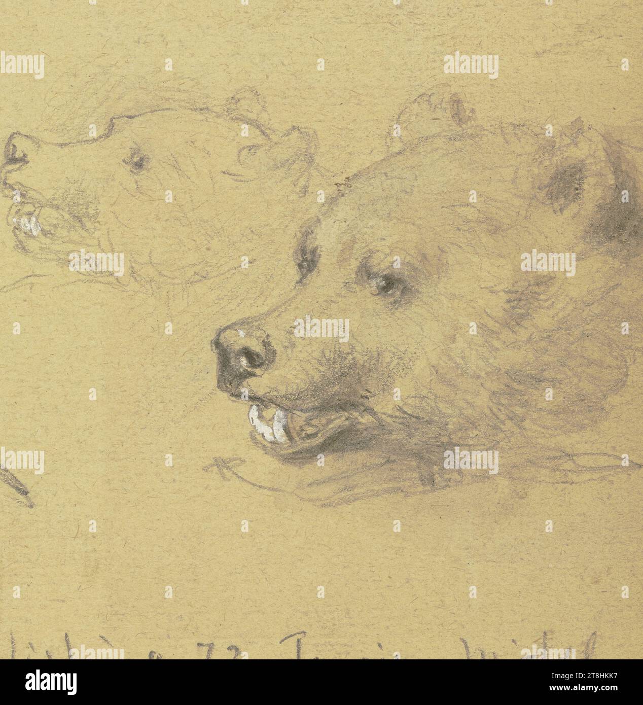 WILHELM AMANDUS BEER, Two bears, sheet, 69 x 68 mm, pencil, heightened ...