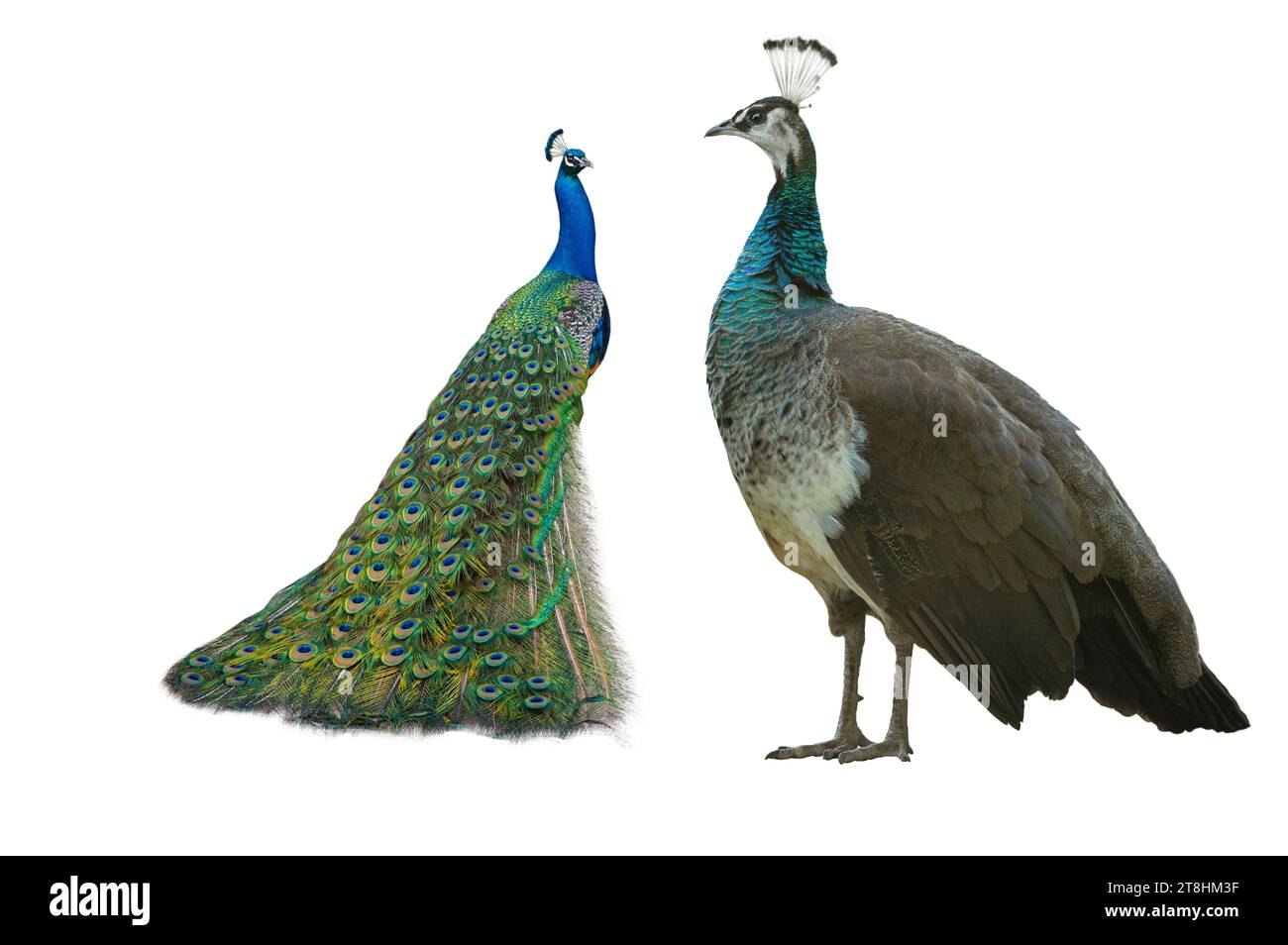 male and female peacock standing isolated on white background Stock ...