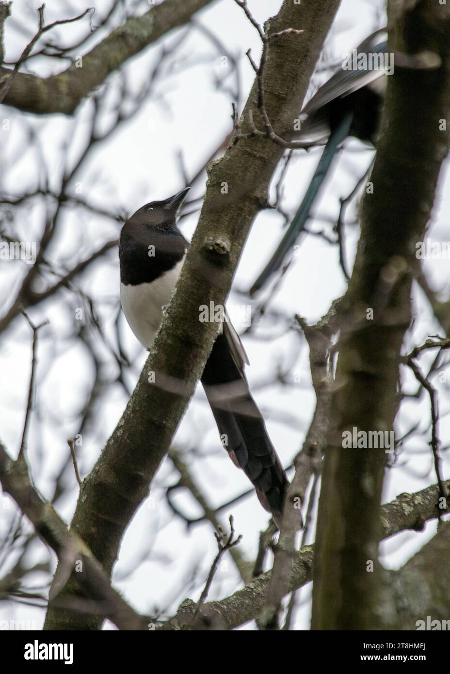 A clever and inquisitive Eurasian Magpie, its distinctive black and ...