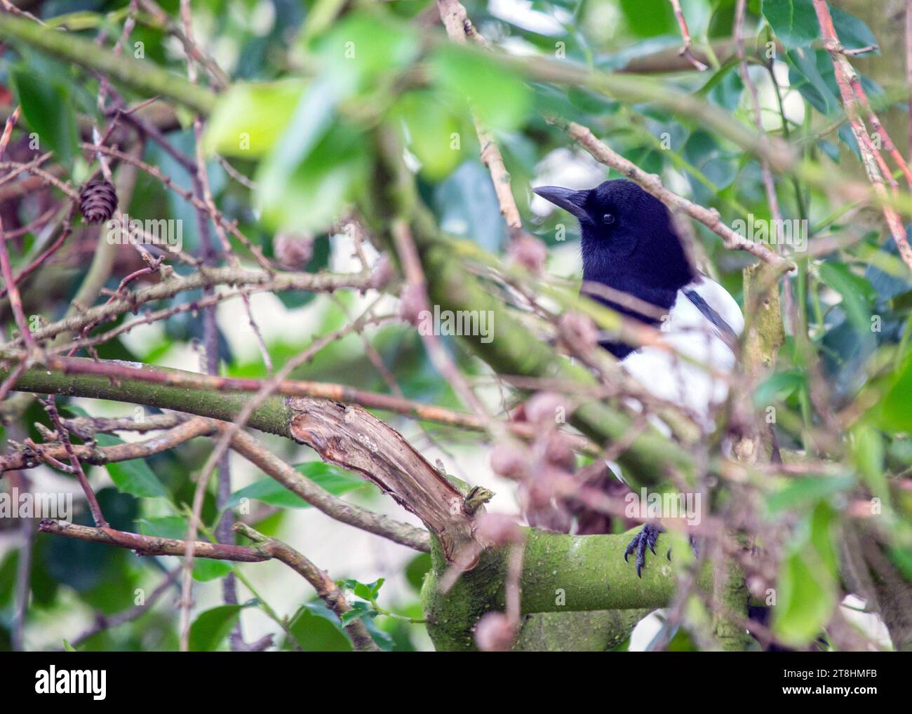 A clever and inquisitive Eurasian Magpie, its distinctive black and ...