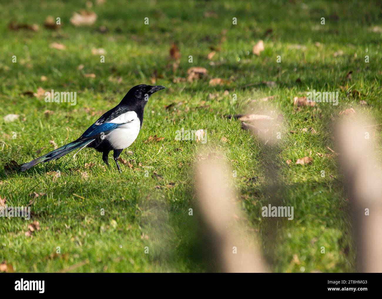 Eurasian Magpie in front of white background Stock Photo - Alamy