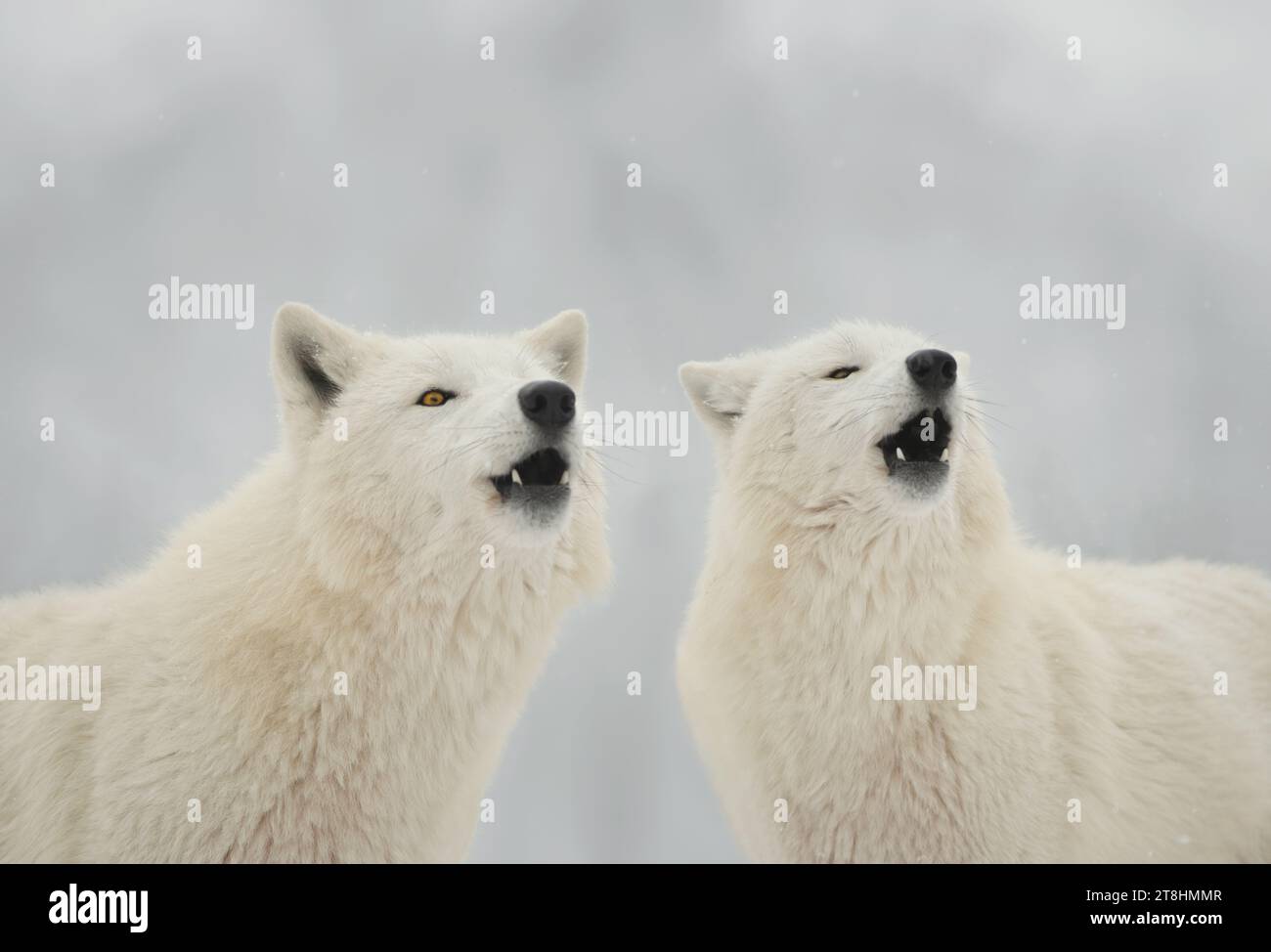 two white polar howling wolves against the backdrop of a winter forest ...