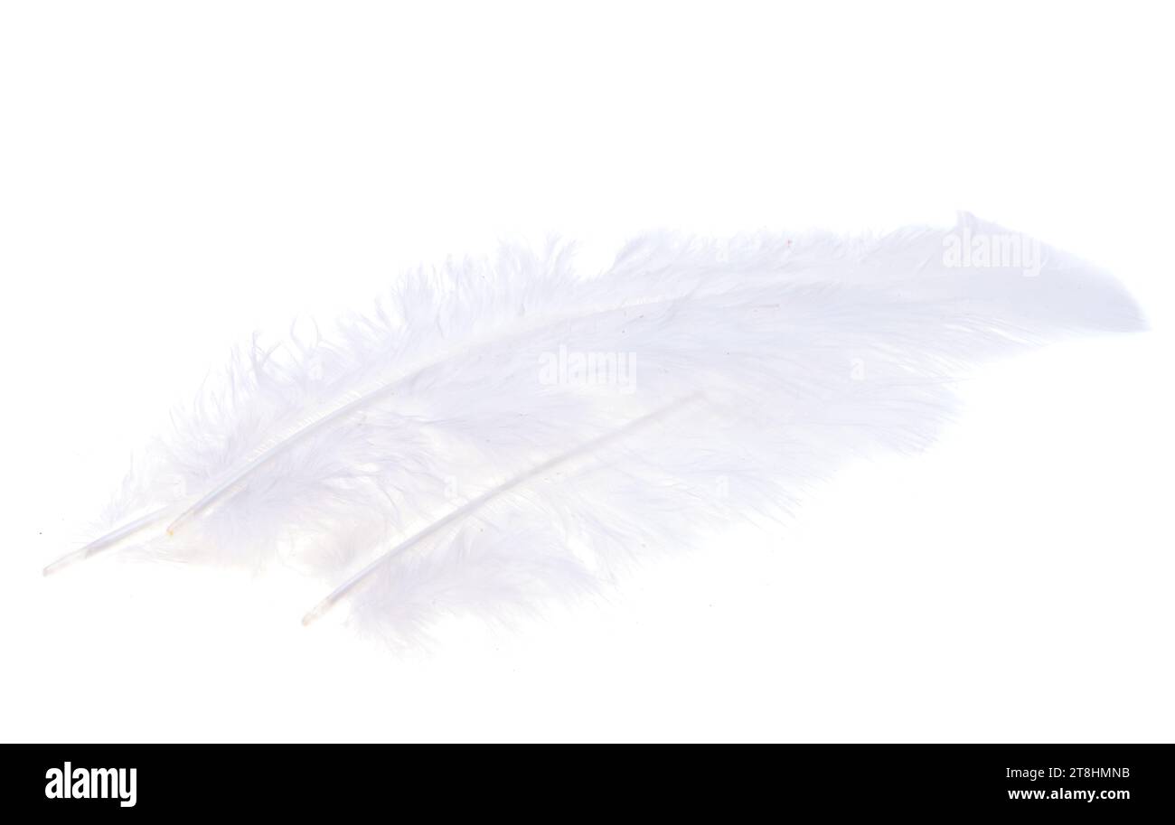 white feather on white background Stock Photo - Alamy
