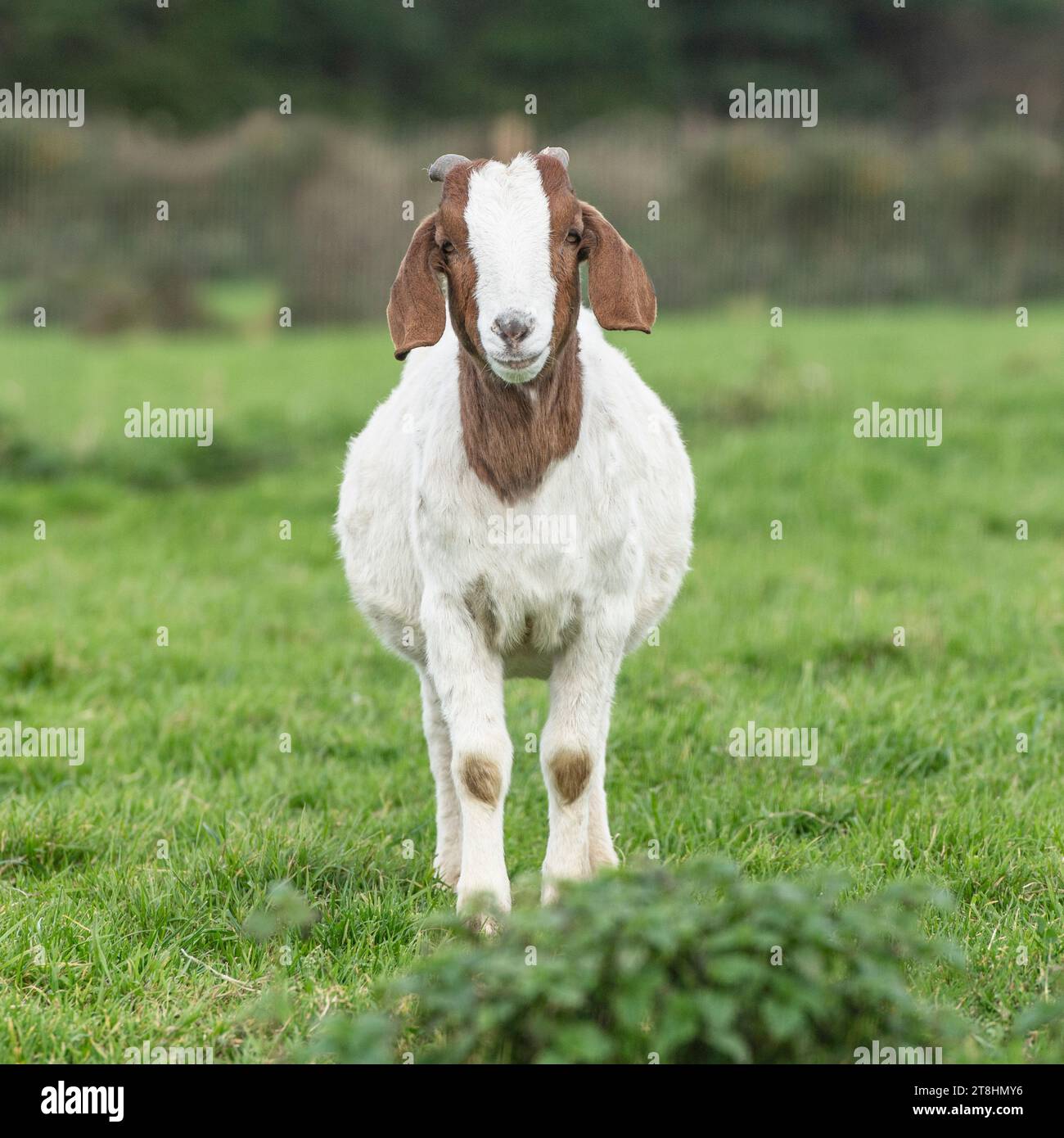 Male boer goat hi-res stock photography and images - Alamy