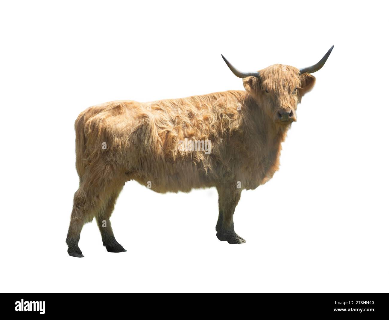 Cattle breeding agriculture Cut Out Stock Images & Pictures - Alamy