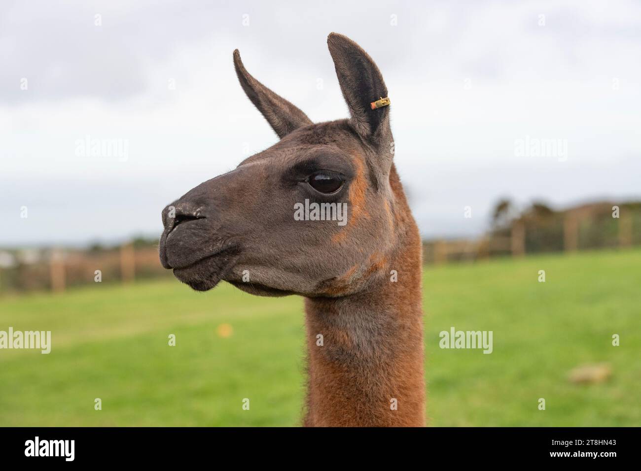 Llama field uk hi-res stock photography and images - Alamy
