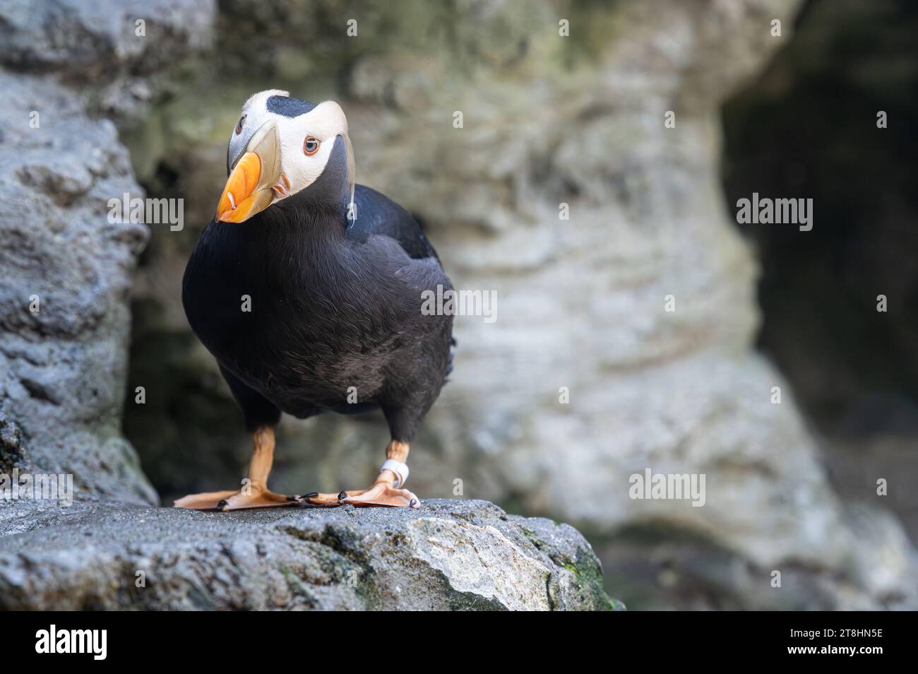 Tufted puffin bird hi-res stock photography and images - Alamy