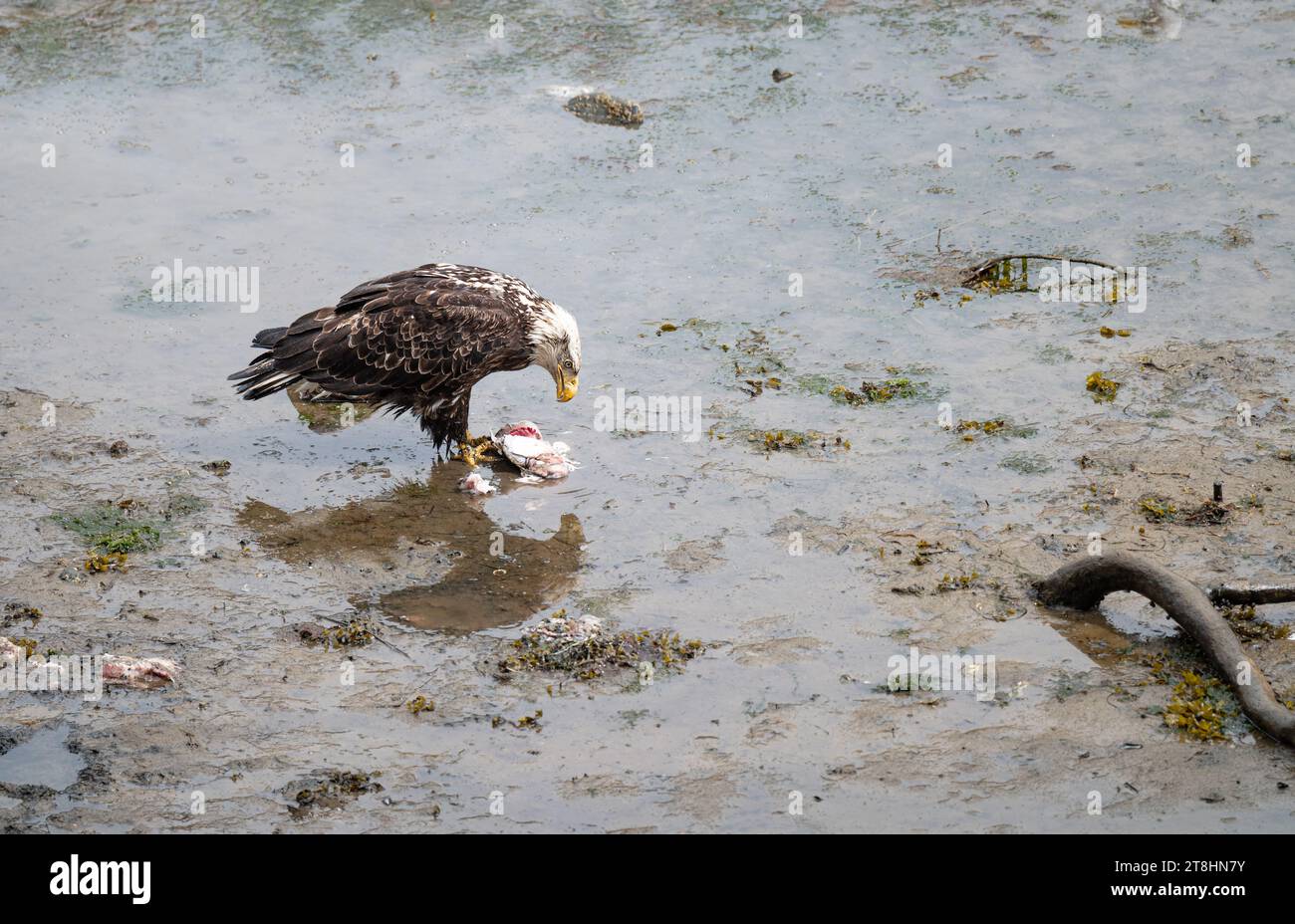 Bald Eagle eating discarded fish processing waste in Seldovia, Alaska ...