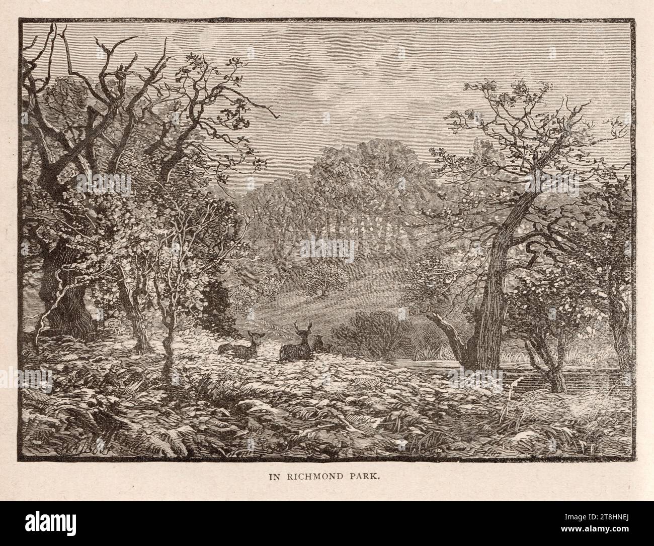 Engraving of Richmond Park from the book: “Greater London, volume 2” by ...