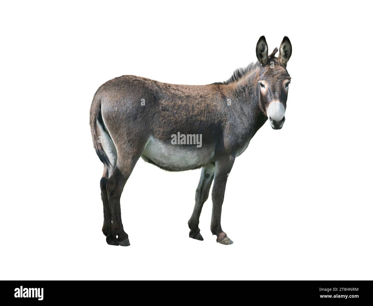 donkey house isolated on white background Stock Photo - Alamy