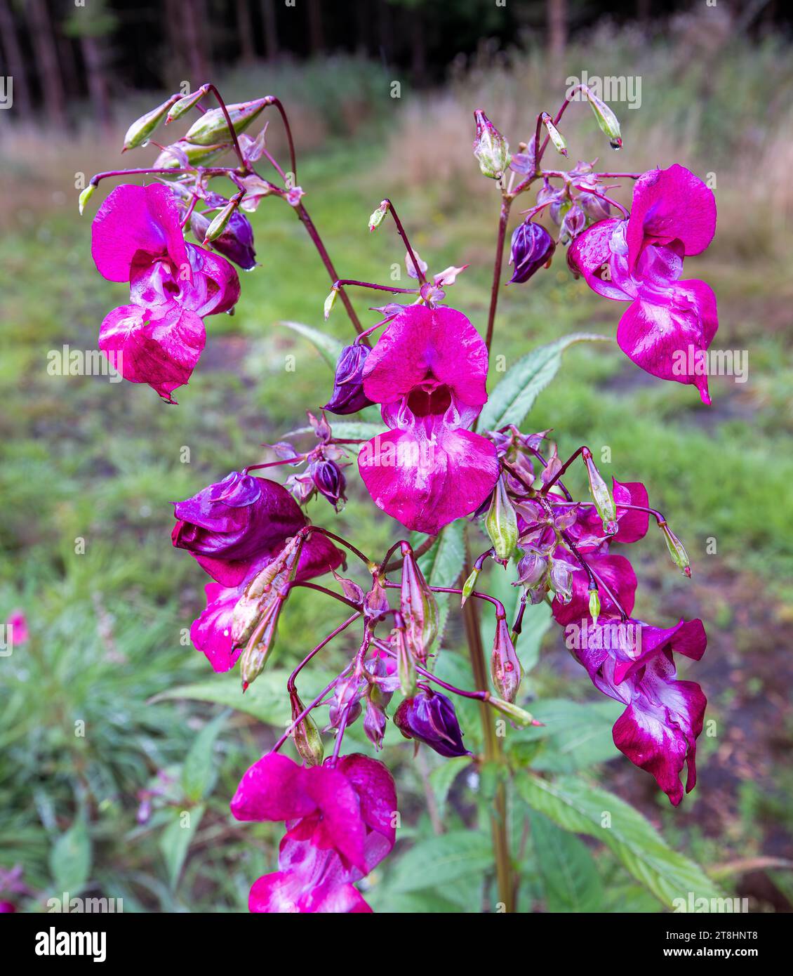 Close up of the flowers of the non-native invasive species Giant Balsam ...