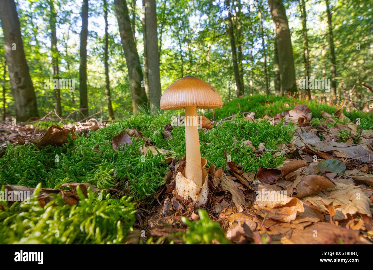 Close up of tawny grisette or the orange-brown ringless amanita ...