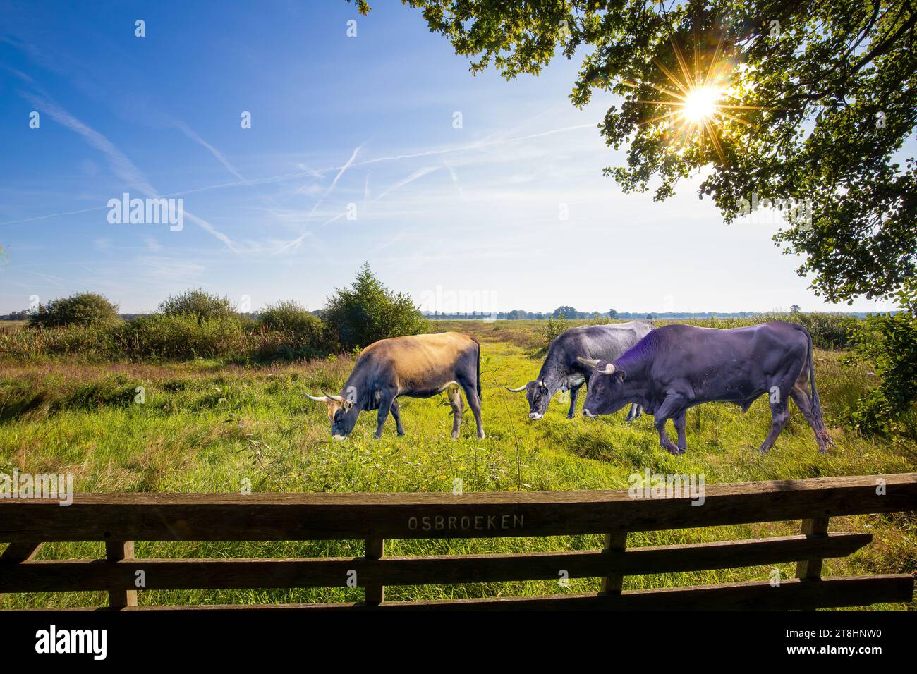 Wide natural landscape with Sayaguesa bull and cows used for nature ...