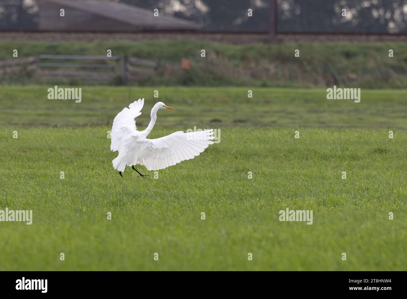 Zaanse rietveld hi-res stock photography and images - Alamy