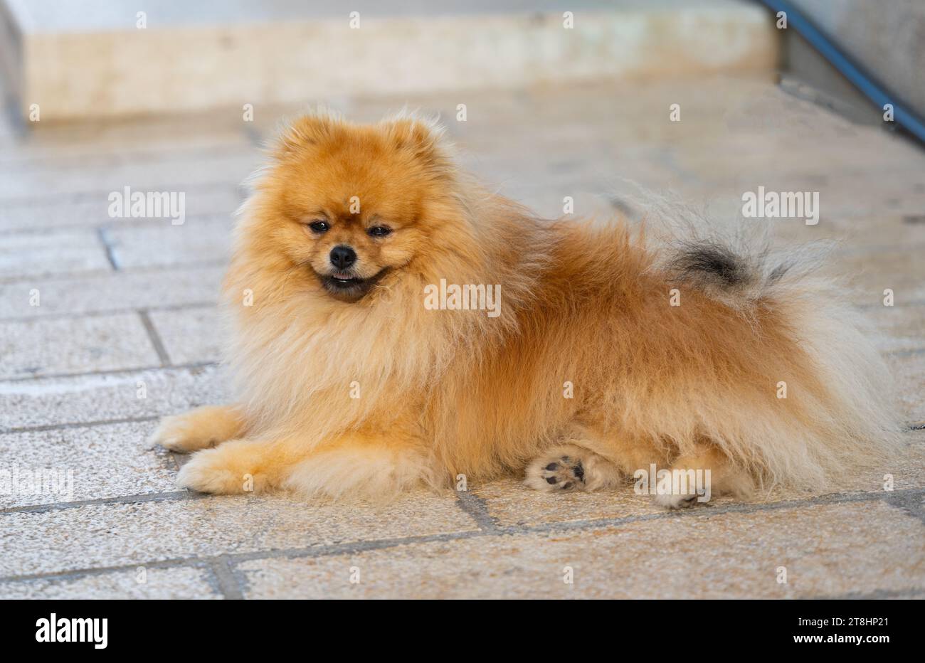 Red spitz hi-res stock photography and images - Alamy