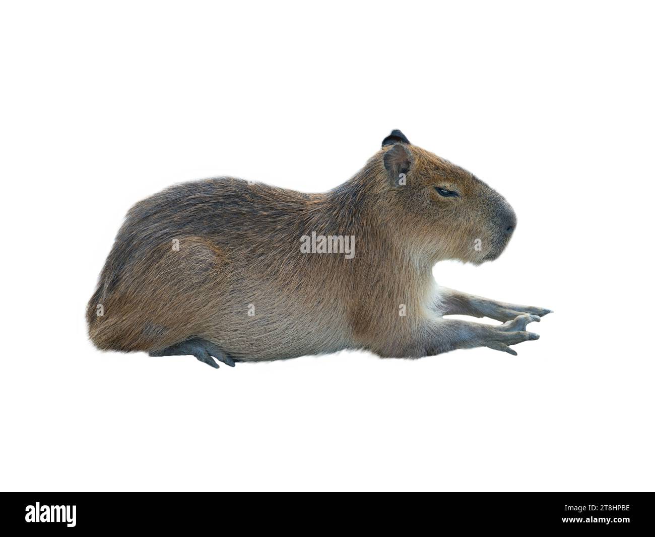 Capibara capibara Cut Out Stock Images & Pictures - Alamy