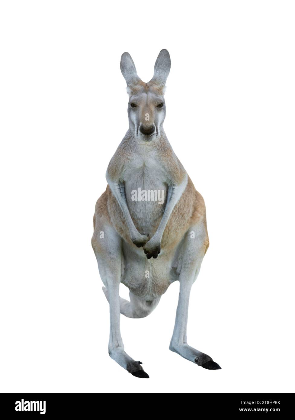 red kangaroo (Macropus rufus) isolated on white background Stock Photo ...