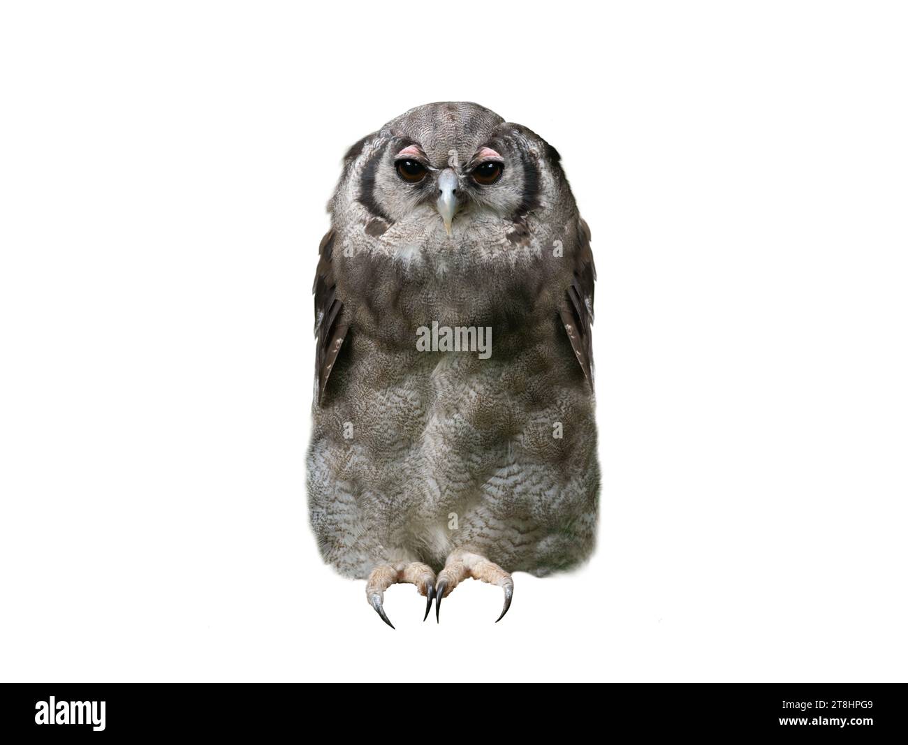 bubo lacteus isolated on white background Stock Photo - Alamy