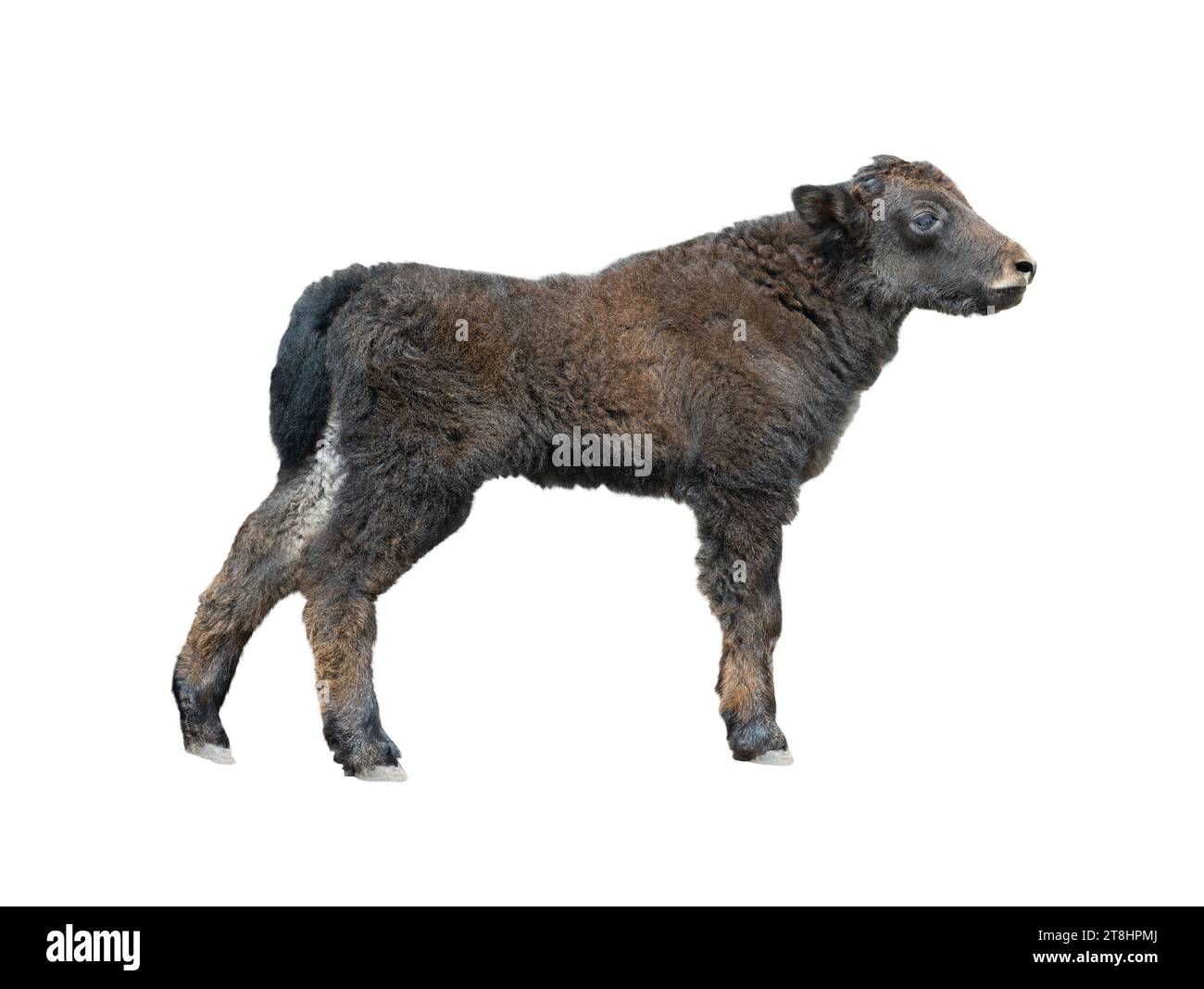 Little yak isolated on white background Stock Photo - Alamy