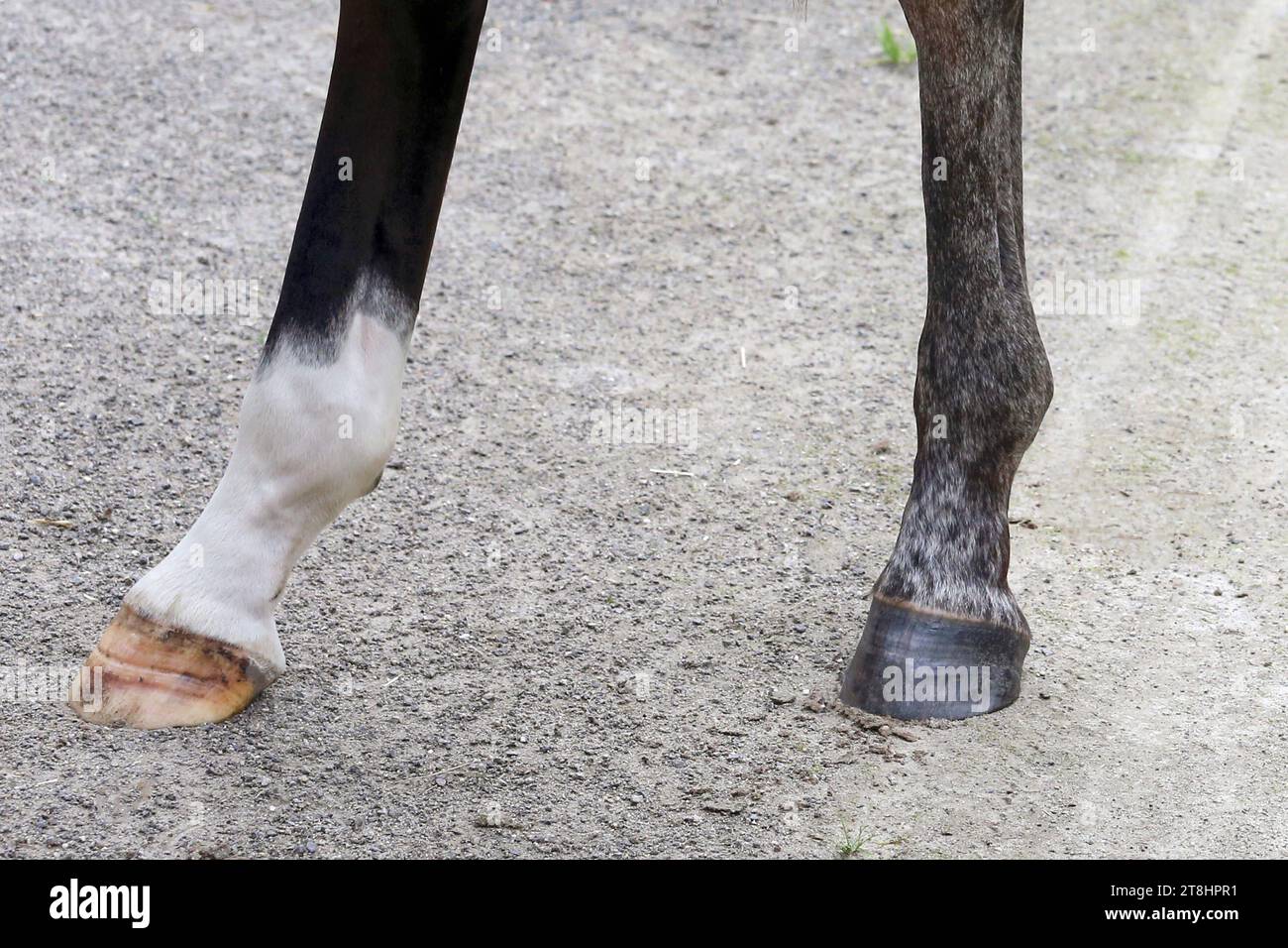 Leg stubble hi-res stock photography and images - Alamy