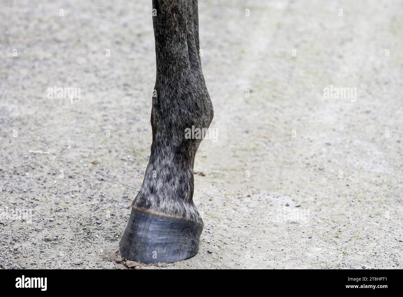 Pferdebein hi-res stock photography and images - Alamy