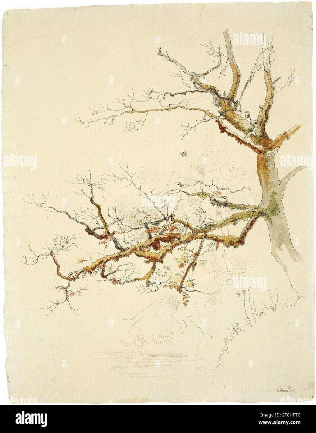 August Leopold Venus - Baumstudie Stock Photo - Alamy