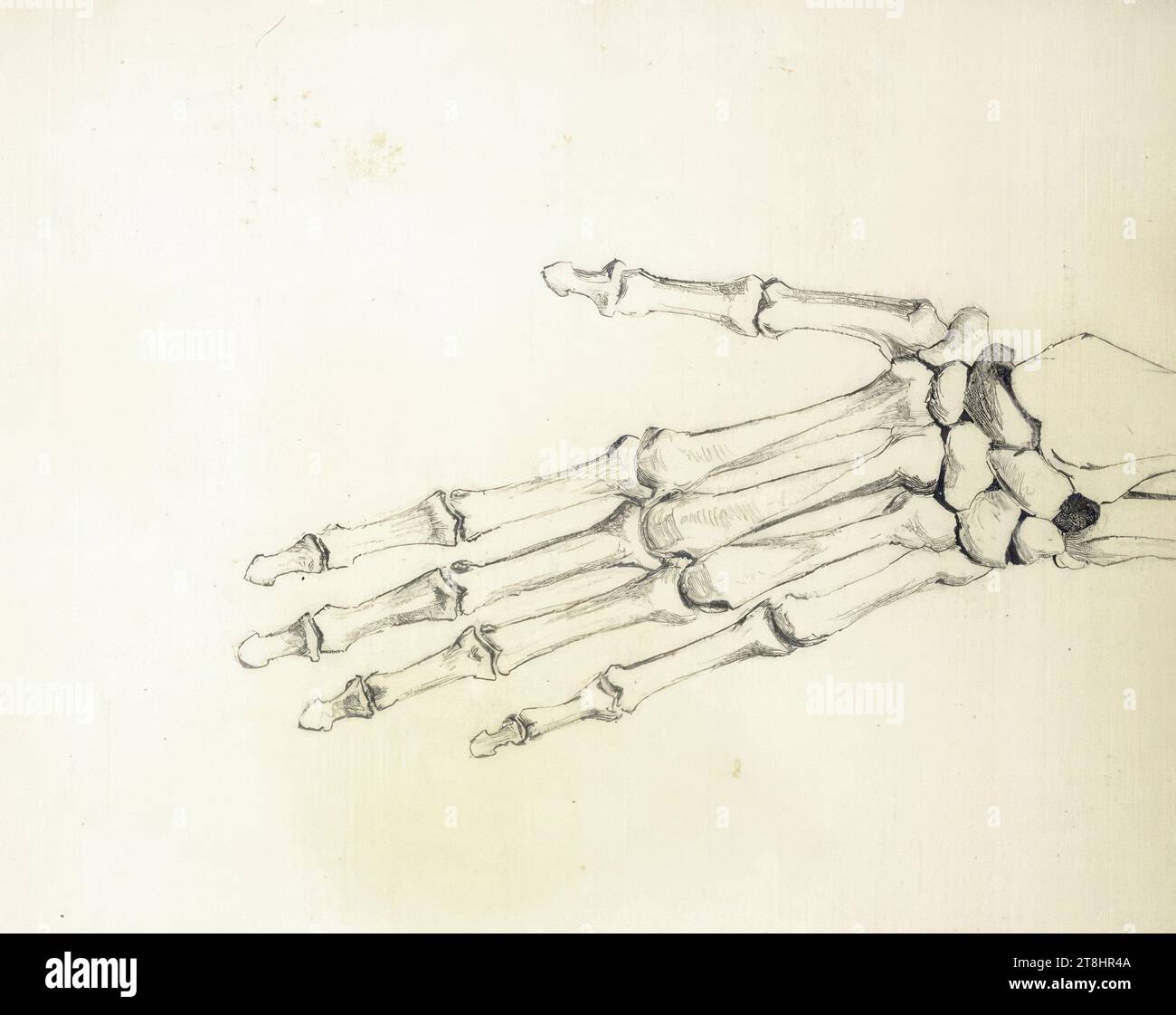 Anatomical studies, carpal, metacarpal and finger bones, sketchbook ...