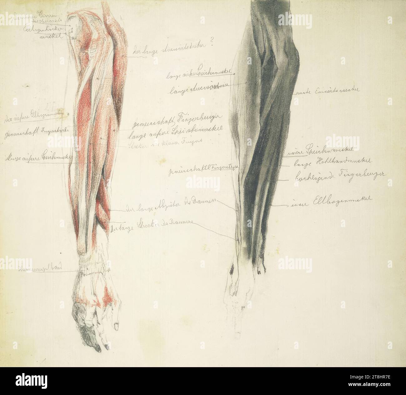 Anatomical studies, muscles of the forearm, sketchbook Hörmann Theodor ...