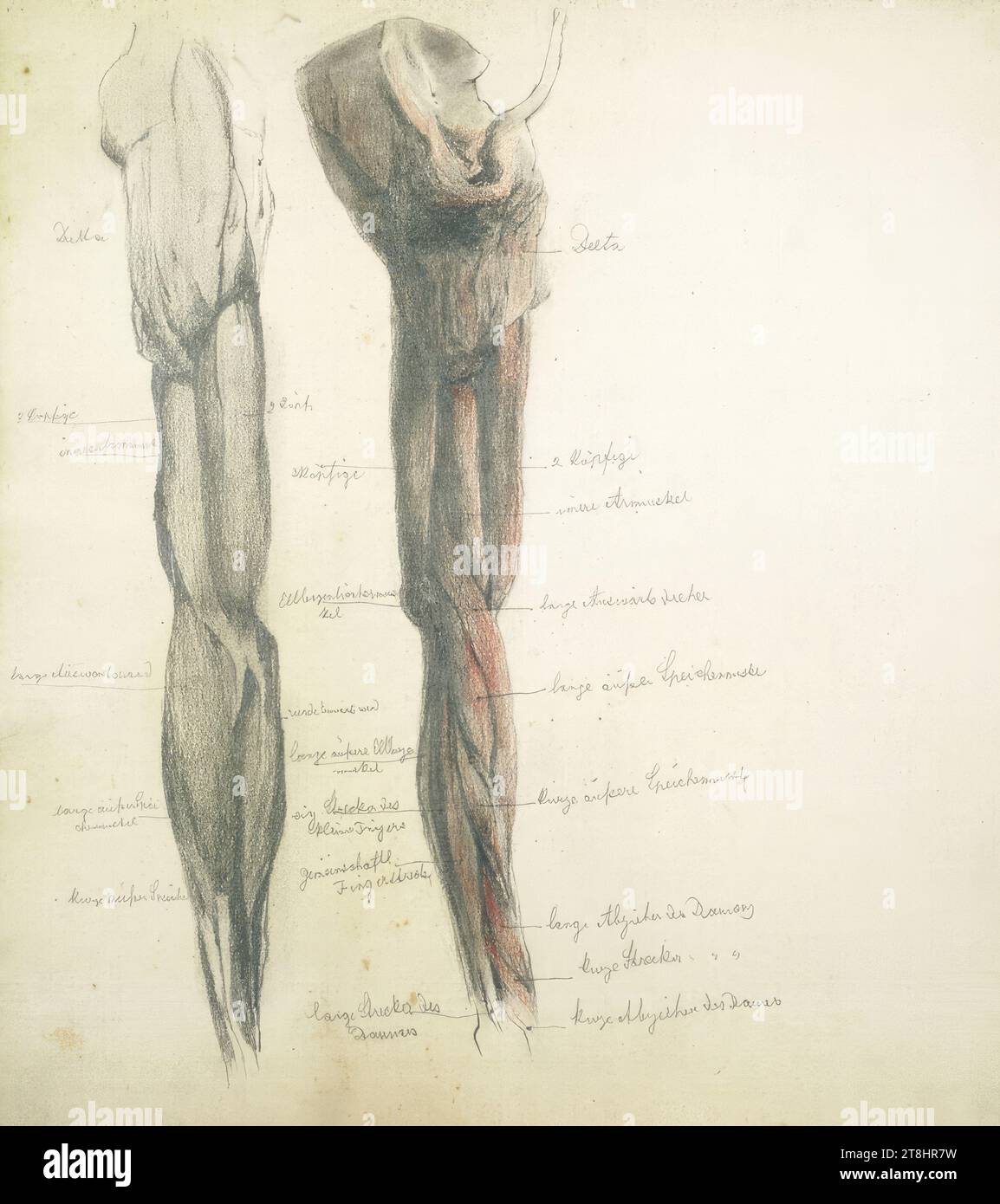 Anatomical studies, muscles of the arm, sketchbook Hörmann Theodor von ...