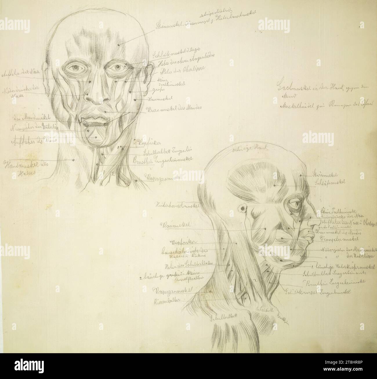 Anatomical studies, neck and facial muscles, sketchbook Hörmann Theodor ...