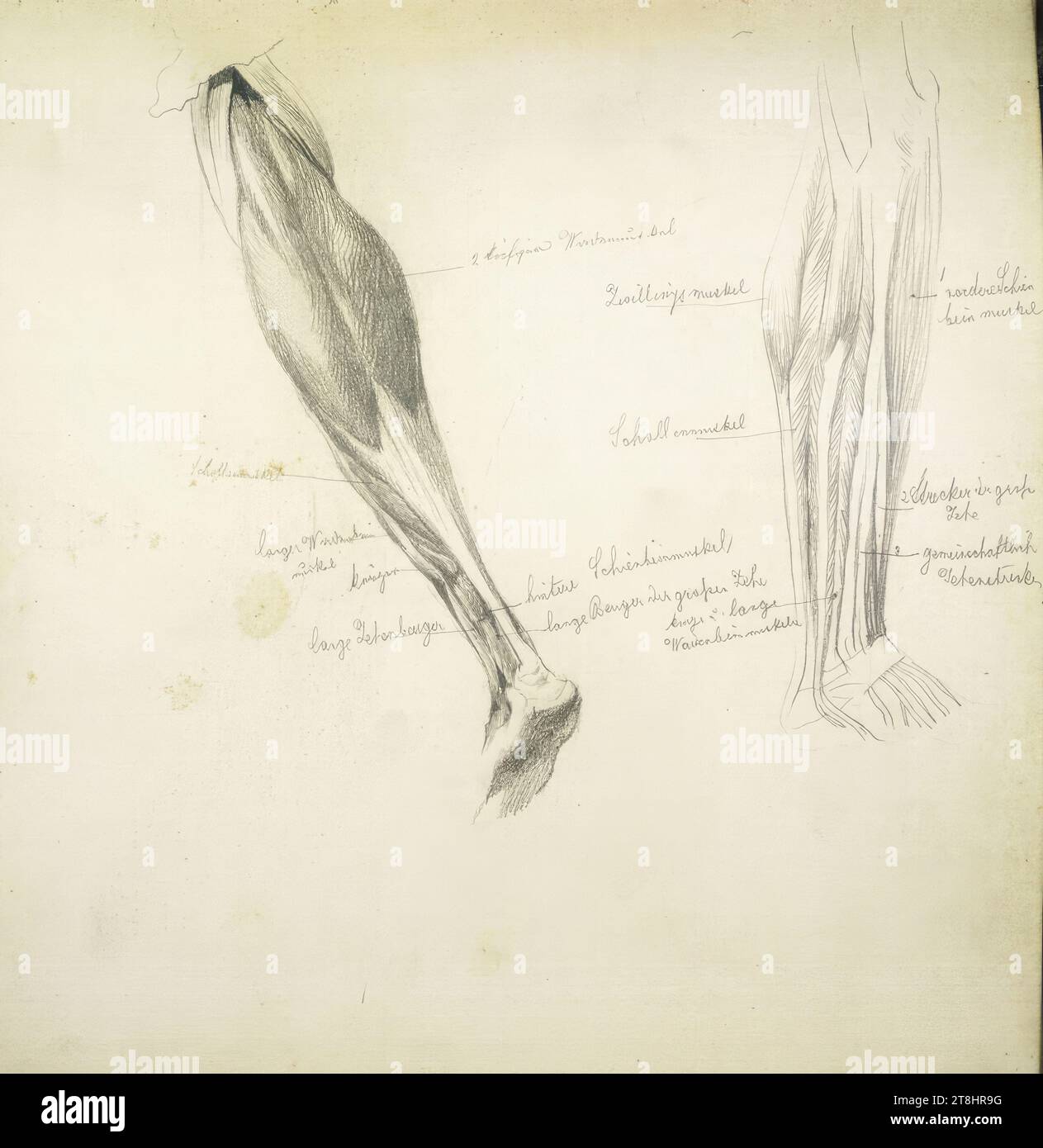 Anatomical studies, musculature of the lower leg, sketchbook Hörmann ...