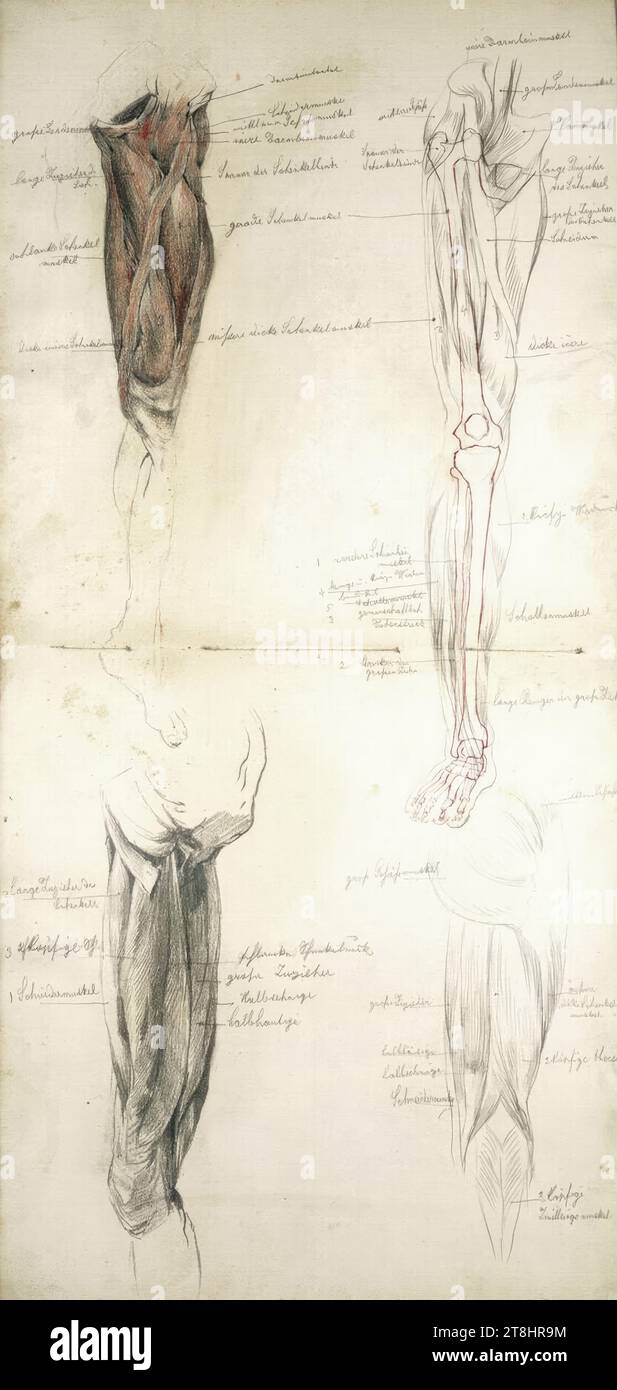 Anatomical studies, muscles of the leg, sketchbook Hörmann Theodor von ...