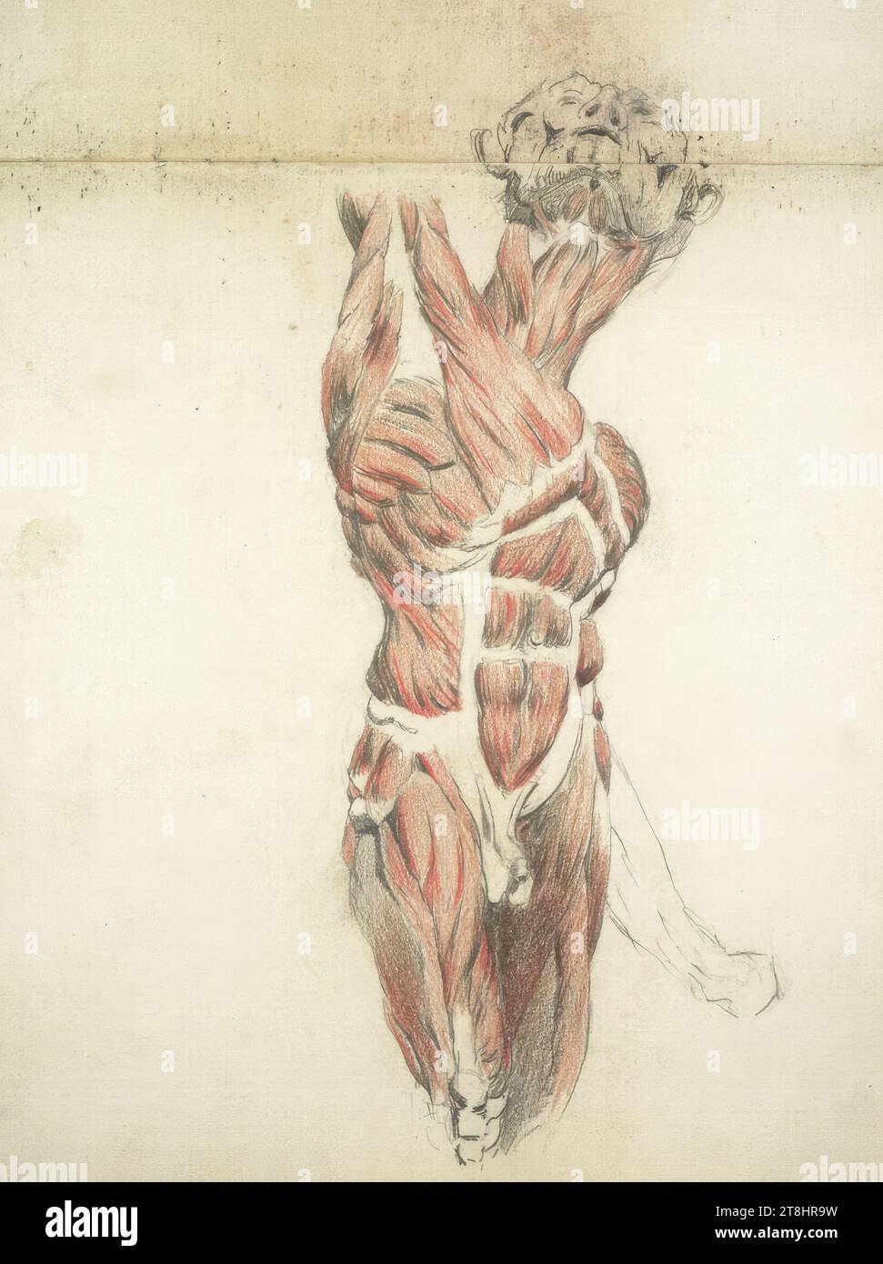 Anatomical studies, abdominal and thoracic muscles, ventral muscles of ...
