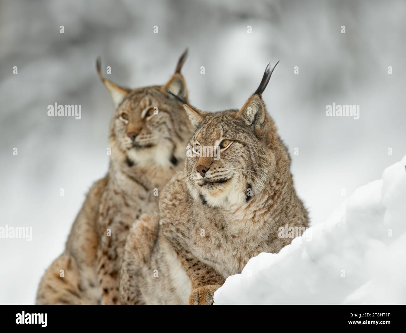 Two lynxes hi-res stock photography and images - Alamy
