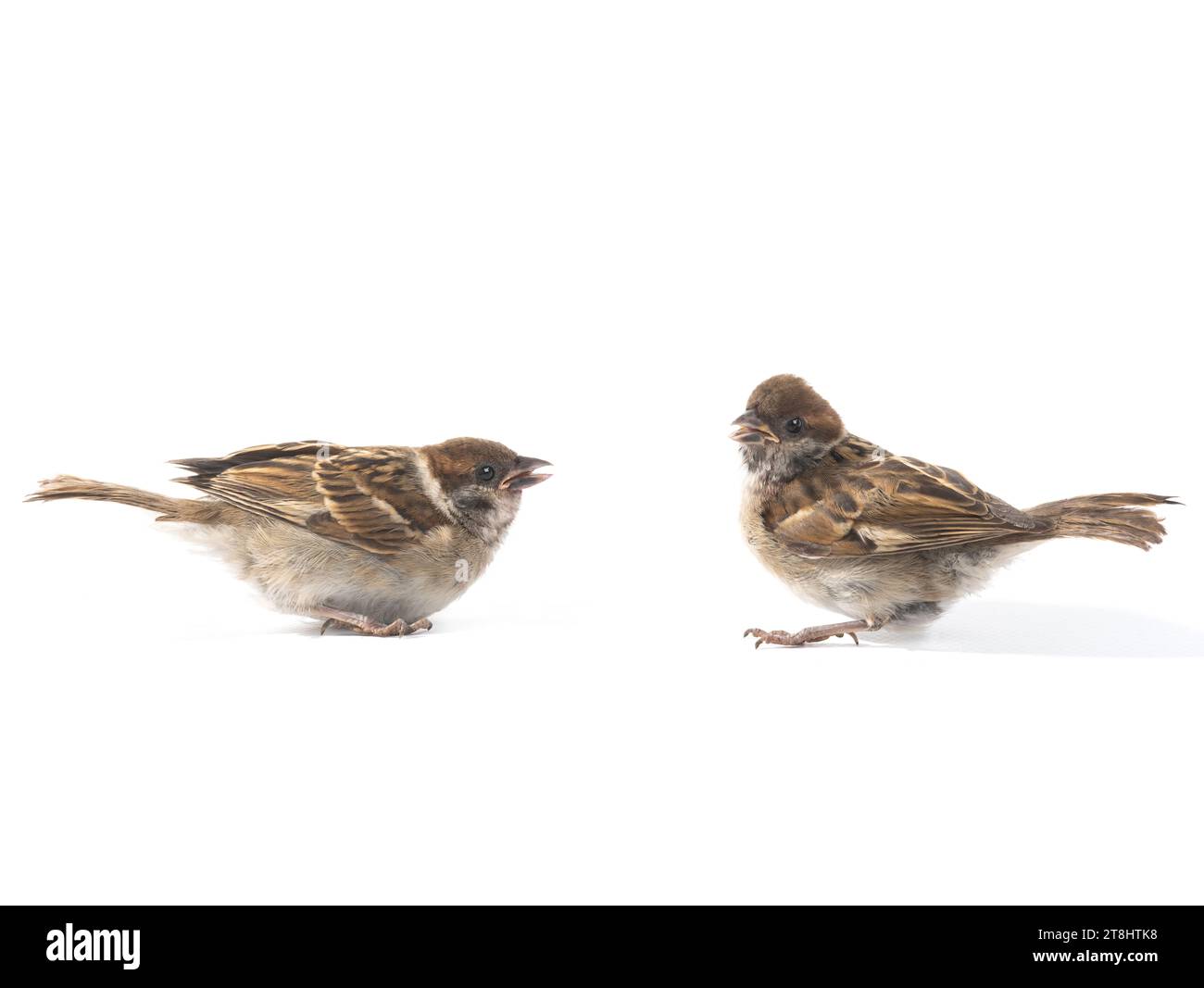 two little sparrow isolated on white background Stock Photo - Alamy