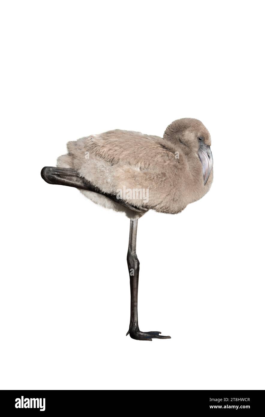 Pink flamingos on flamingo Cut Out Stock Images & Pictures - Alamy