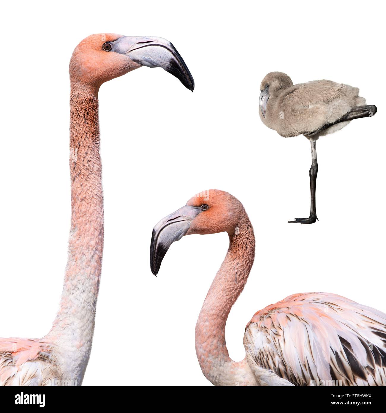 pink flamingo and little flamingo isolated against white background ...
