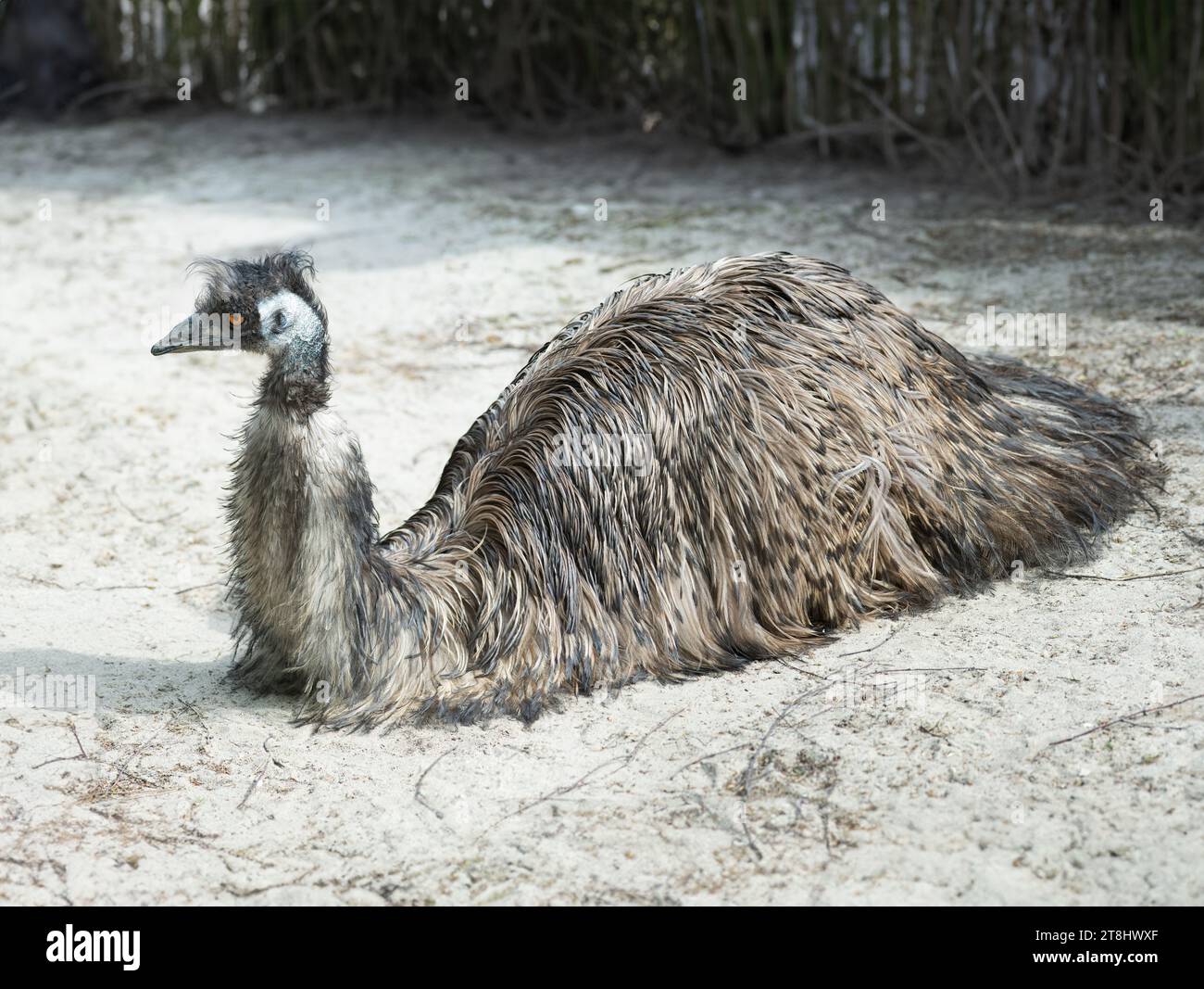 emu sitting on the ground Stock Photo - Alamy